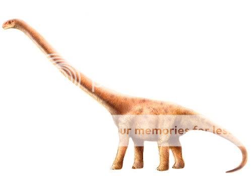 PALEONTOLOGICAL STUDIES OF SOUTH CAROLINA | Omeisaurus Information Sheet