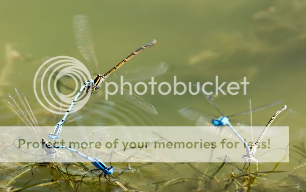 Dragonflies Redux (FIGHT! FIGHT! FIGHT!) C&C Welcome | The Photography ...