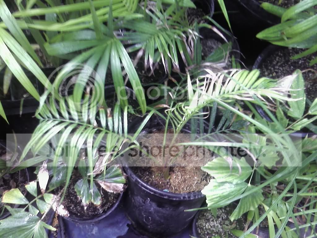 Green house pics - DISCUSSING PALM TREES WORLDWIDE - PalmTalk