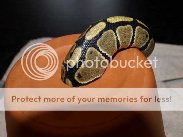 Epic Snake fails thread!!!... alternative Version | Reptile Forums