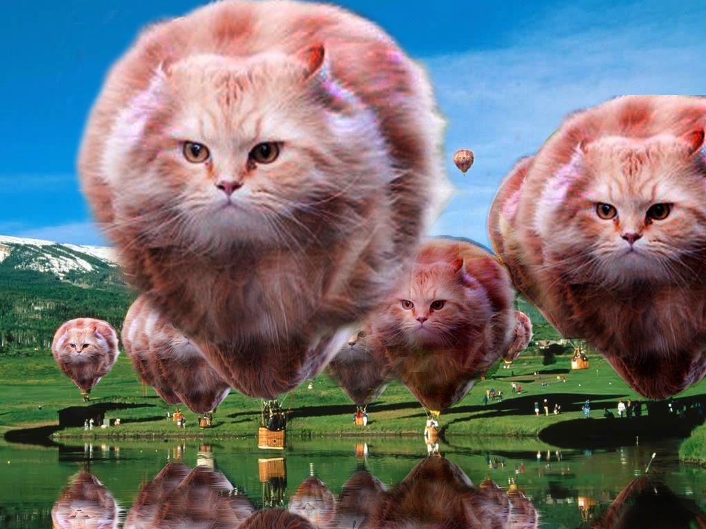 Levitation cat is levitating - Page 8 - NASIOC